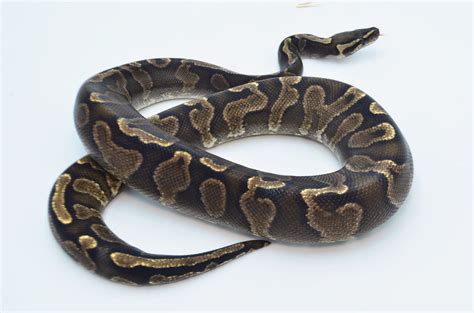 Adult Female Ghi Ball Python For Sale Tikisgeckos
