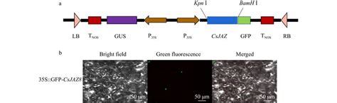 Subcellular Localization Analysis Of Csjaz8 Gfp Fusion Protein