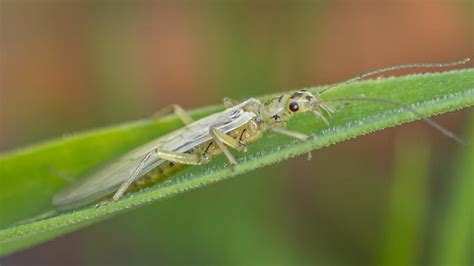Stonefly Bugguide Net