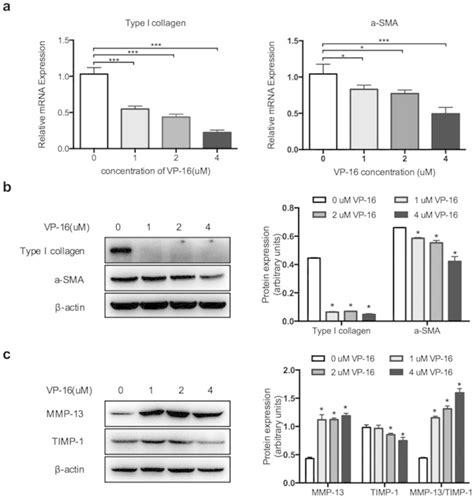 Vp 16 Reduces Collagen Deposition In Lx 2 Cells Ac Lx 2 Cells Were