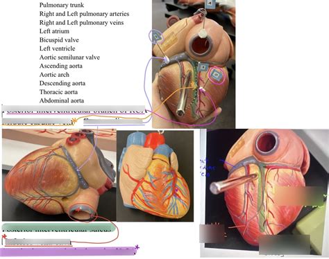 Heart Pt 2 Diagram Quizlet