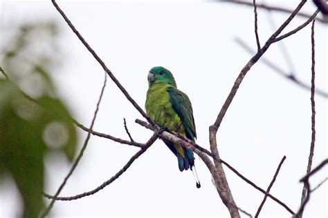 Blue Headed Racket Tail Prioniturus Platenae Photo Call And Song