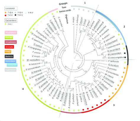 Phylogenetic Analysis Of 63 Characterized And Predicted OSC