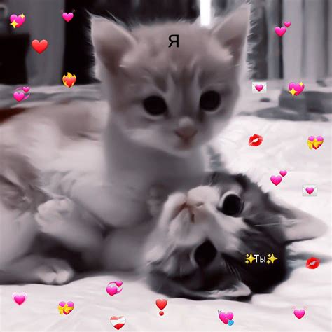 Милые котики с сердечками