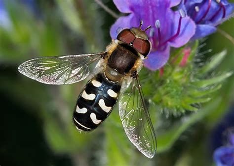 Urban Pollinators Identification Of Common Garden Hoverflies