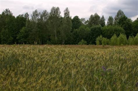 State Agricultural Land Lease And Sale In Poland In Nieuwsbericht Agroberichten Buitenland