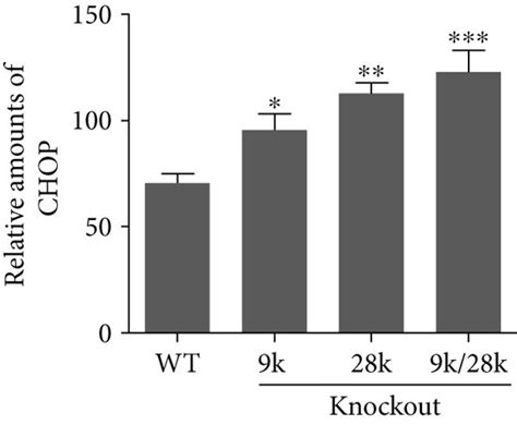 Expression Of Bipgrp78 And Chop Proteins In The Brains Of Cabp 9k Download Scientific