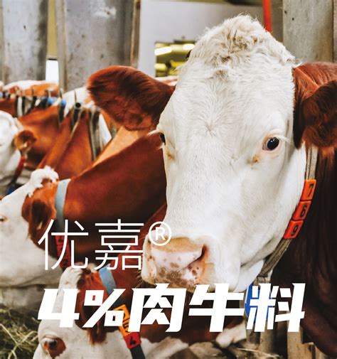 4％肉牛专用预混料 北京中农优嘉生物科技有限公司 饲料 养殖