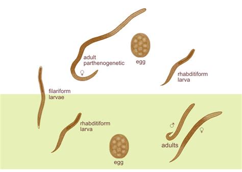 Strongyloides Stercoralis