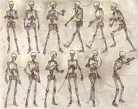 Feng Zhu Human Skeleton Proportions Skeleton Drawings Anatomy Art