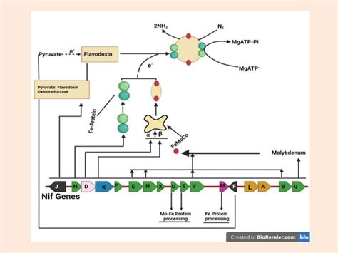 Nitrogenase Enzymepptx