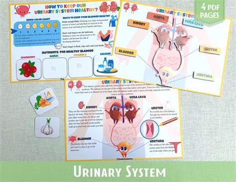 Urinary System Learning Activity Human Anatomy Busy Book Montessori