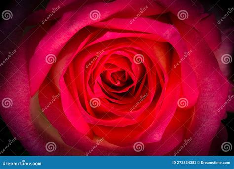 Valentine Red Rose For Background Stock Image Image Of Floral Flower