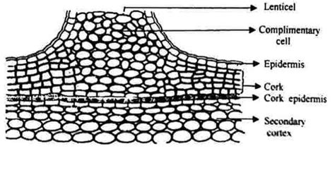 Complementary Cells Assignment Point