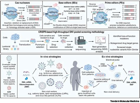 Crispr Based Genome Editing In Disease Treatment Trends In Molecular