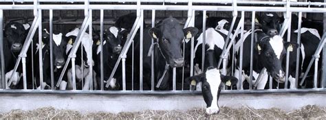 Ensure Correct Total Mixed Ration With Rapid Forage Testing