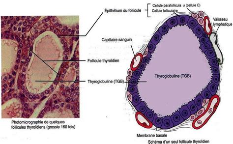 Les Glandes Endocrines