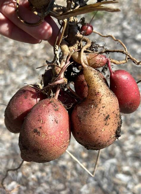 Growing Potatoes From True Potato Seeds How We Did It And What To