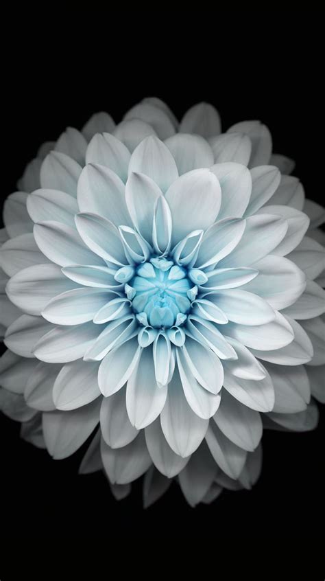 Iphone Flower Hd 4k Wallpapers Wallpaper Cave
