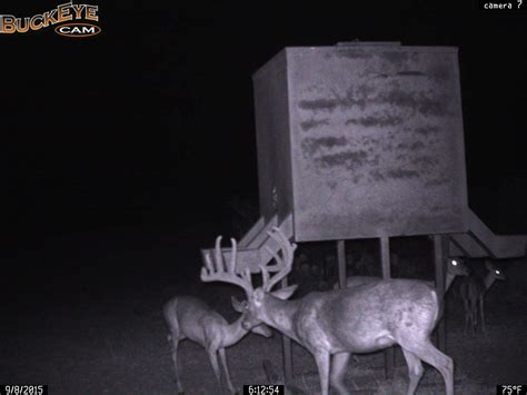 Native And Exotic Hunting 18000 Acres In Texas Ox Ranch