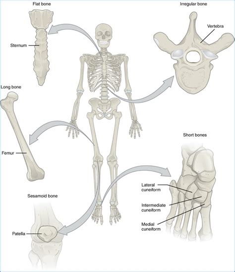 The Skeleton Musculoskeletal Medstudentnotes