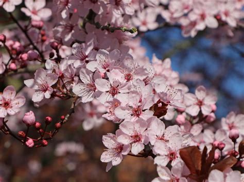 Blutpflaume Nigra Prunus Cerasifera Nigra CAC Auf Stamm
