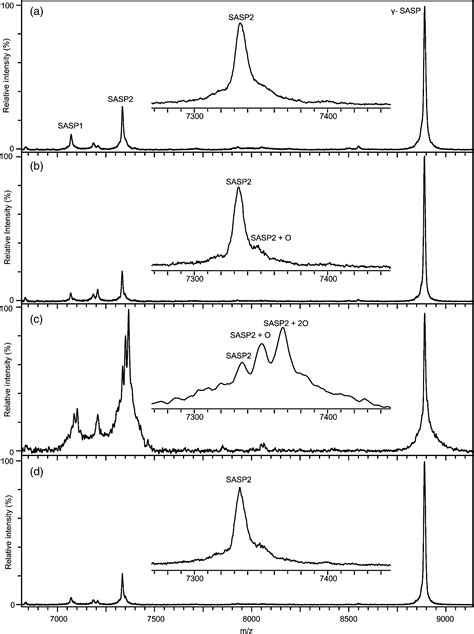 Interaction Of Near Infrared Femtosecond Laser Pulses With Biological Materials In Water