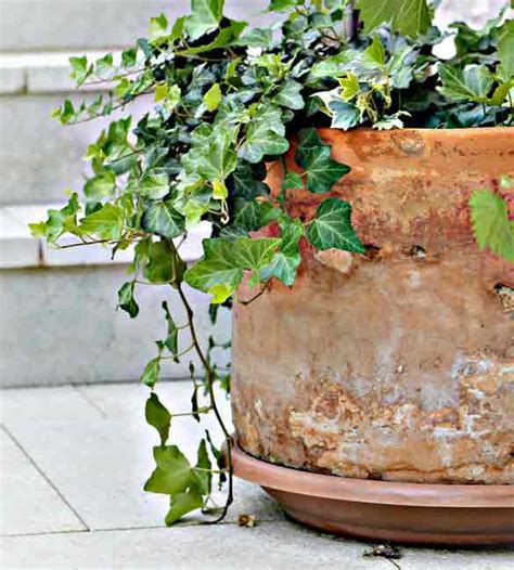 Trailing Ivy