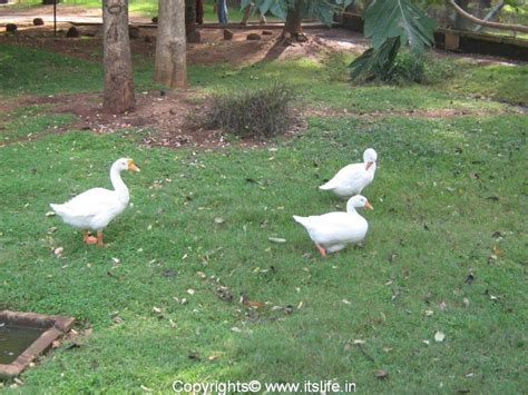 Karanji Kere Mysore Lakes Butterfly Park Karnataka Tourism