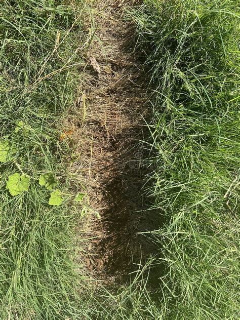 Green Grass On A Ground Stock Image Image Of Ground 309115041