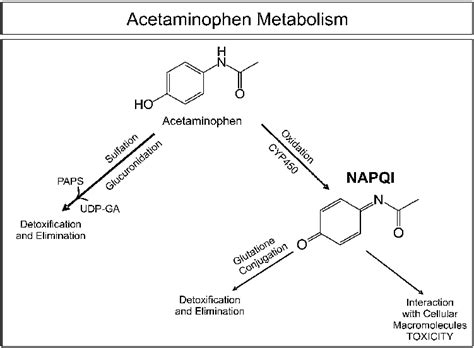 Acetaminophen Metabolism Acetaminophen Is Metabolized Primarily By