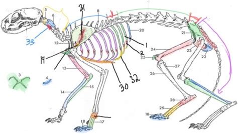 Cat Skeleton Diagram Quizlet
