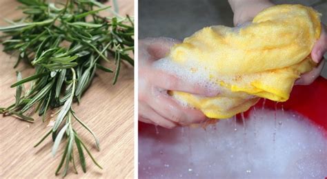 méthodes naturelles pour éloigner les puces et les tiques de votre animal de compagnie et