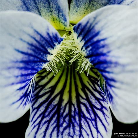 Violet Infusion Scrolller