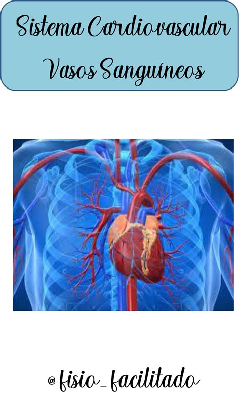Sistema Venoso Sistema Circulatório Humano Anatomia Infoescola