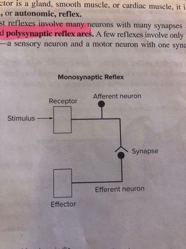 Exercise Nervous System Reflexes Flashcards Quizlet