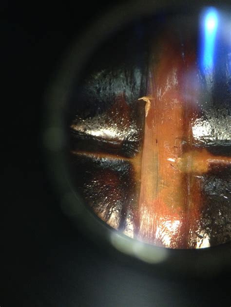 Grasshopper Putting Biology Under The Microscope
