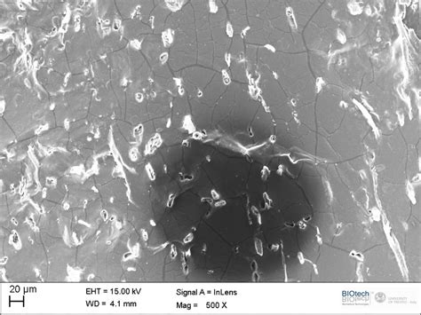 Sem Micrograph Of Cryo Fractured Surface Of Cs Of8 Composites Scale