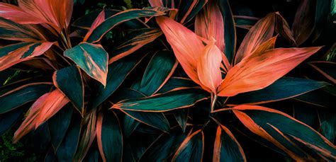 잎 또는 식물 Cordyline 검소 한 잎은 다채로운 생생한 열 대 자연 배경을 남긴다 0명에 대한 스톡 사진 및 기타 이미지