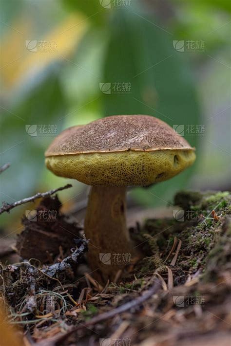 白桦 蘑菇 牛肝菌 蔬菜 清新 背景分离 食品 成分 胡椒牛肝菌 乡村风格
