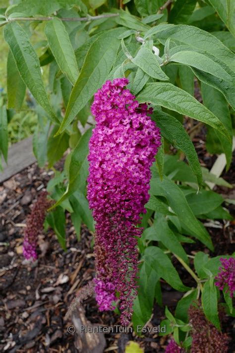 Buddleja Davidii ‘lonplum Sugar Plum Esveld Shop