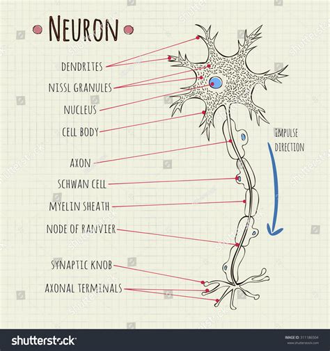 Neuron Model Labeled Nissl Bodies