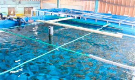 お客様の声 株式会社SY大型水槽陸上養殖用水槽PP水槽アスモスピルリナ栽培生産販売自動車部品の設計組立