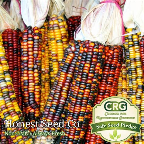 Rare Indian Ornamental Corn Seeds For Planting Non Gmo Bulk Garden
