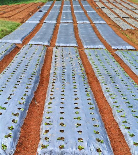 Vegetable Plots Colourbox