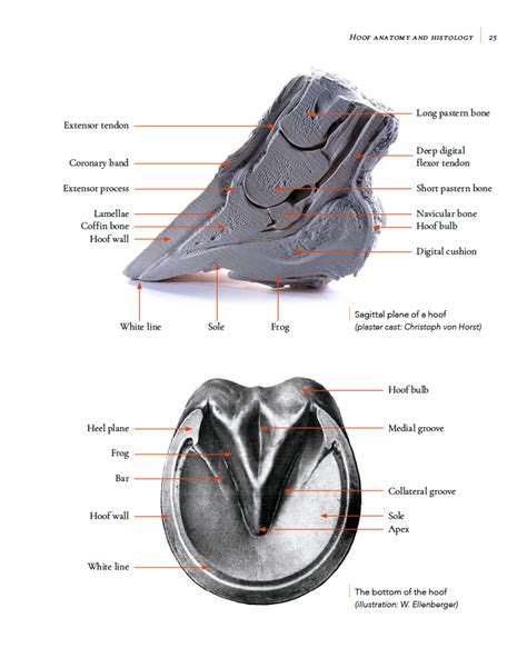 Laminitis Understanding Cure Prevention Softcover