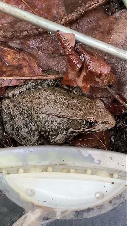 Frog Identification Youtube