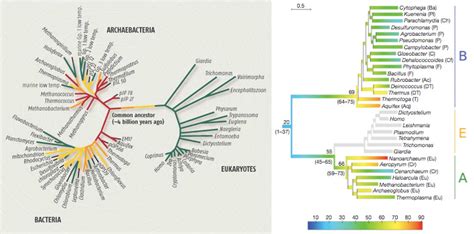 Sexual Paradox The Tree Of Life