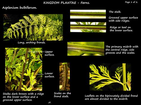 Asplenium Bulbiferum Botany Brisbane