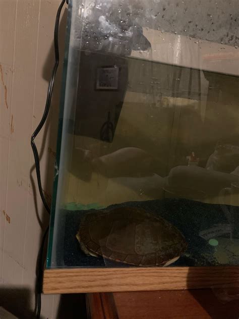 Is This Normal R Turtles